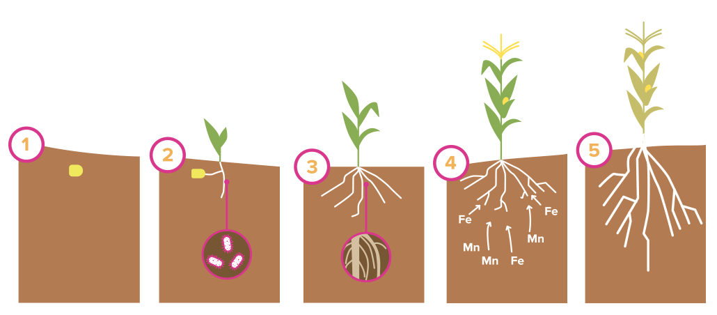 Biowake Corn | AMVAC