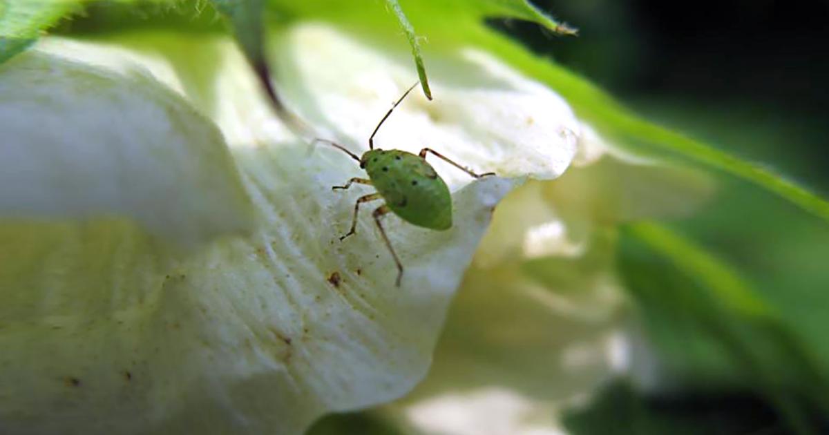 Mid-South Prepares for Plant Bug Season | AMVAC