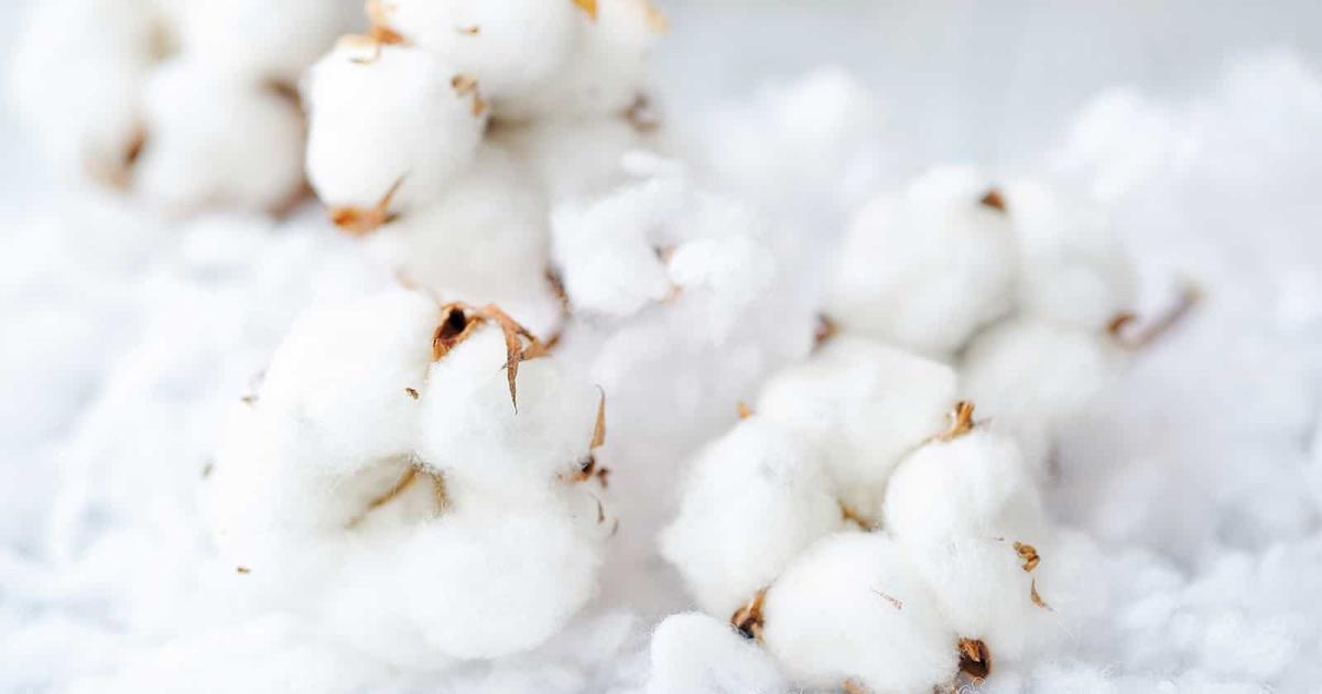 Clean cotton store